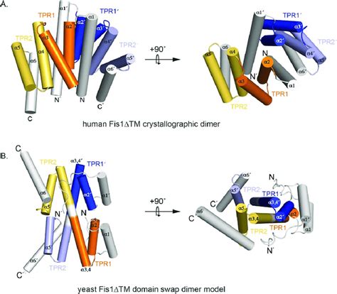 Structural Models For Fis1 Dimerization A A Cartoon Representation Download Scientific