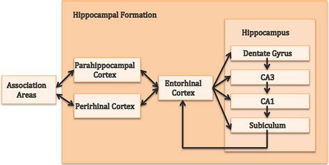 The Interplay Of Hippocampus And Ventromedial Prefrontal Cortex In Memory Based Decision Making