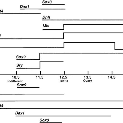 Expression Profiles Of Genes Involved In Sex Determination And Download Scientific Diagram