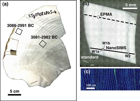 Whole Section Of The Analyzed Fossil Giant Clam Shell The Individual Download Scientific