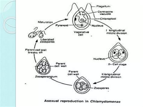 Chlamydomonas Pptx Infertility Reproductive Health