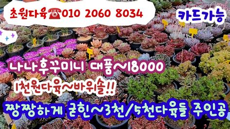 초원다육010 2060 80341천3천5천 다육으로 소개 굼뱅이분변토썩은 다육전용토 4kg선물판매 나나후꾸미니 대품한정특가 Youtube