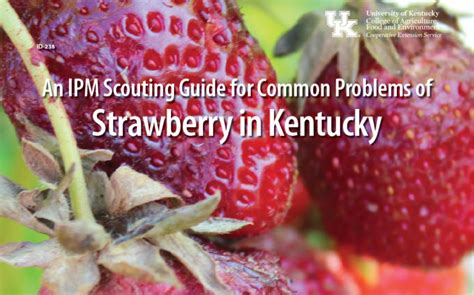 An Ipm Scouting Guide For Common Problems Of Strawberry In Kentucky