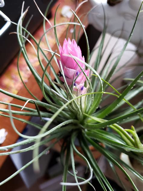 177 Best Moonglow Images On Pholder Succulents Airplants And Terraria