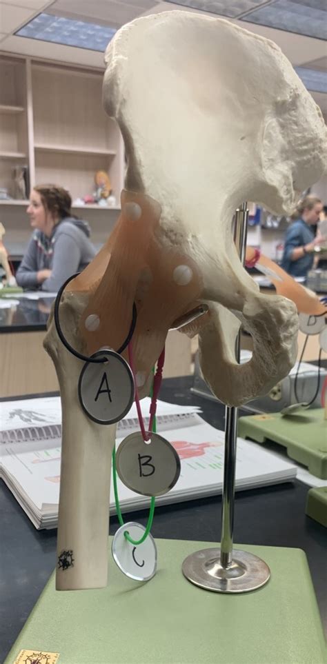 Hip Joint Diagram Quizlet