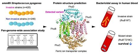 Hmn 2025 Why Some Strep Infections Flip Lethal A Genetic Clue Healthmedicinet