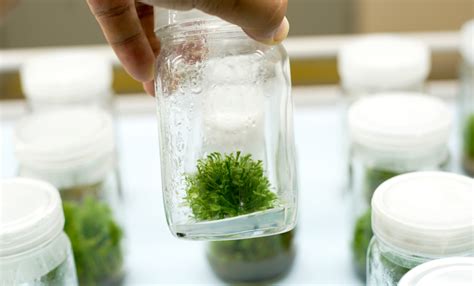 Prospects Of Single Cell Transcriptomics In Plant Biology Research Plantae