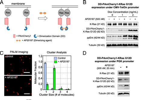 Rat Sarcoma Semantic Scholar