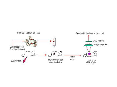 Experimental Schema For Imaging Of Luciferase Expressing Human Download Scientific Diagram
