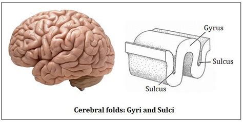 What Is Gyri And Sulci Where Is It Present Brainly In