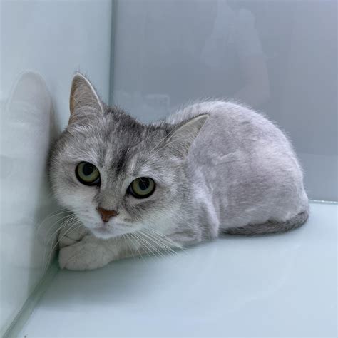 브리티시숏헤어 젤리 말티즈크기 말티푸크기 푸들크기 먼치킨크기 랙돌크기 브리티쉬숏헤어크기 스코티쉬폴드크기 러시안블루크기 강아지크기 고양이크기 유기견임시보호 유기묘임시보호