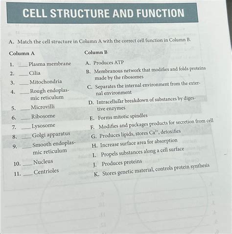 Solved CELL STRUCTURE AND FUNCTIONA Match The Cell Chegg Com