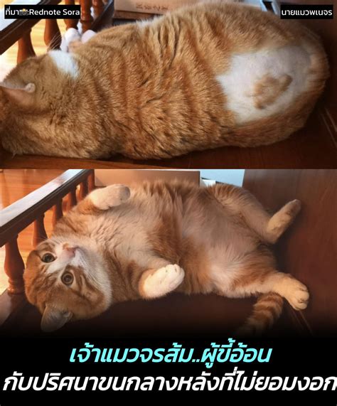 นายแมวพเนจร ในหมู่บ้านประเทศจีน Facebook