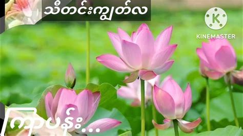 မြန်မာဆယ့်နှစ်လရာသီပန်းများ Youtube