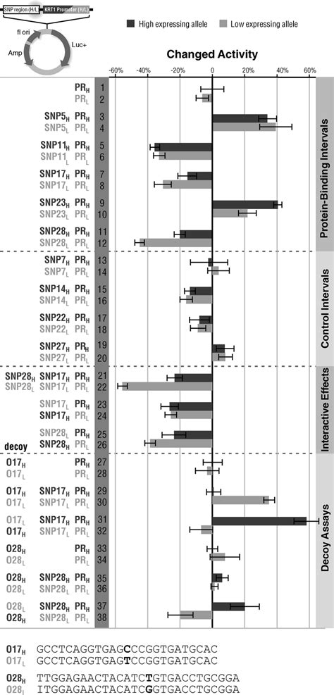Transient Expression Assays Luciferase Reporter Constructs Containing