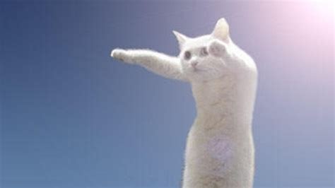 Longcat Is Long Meme Longcat  S Tenor