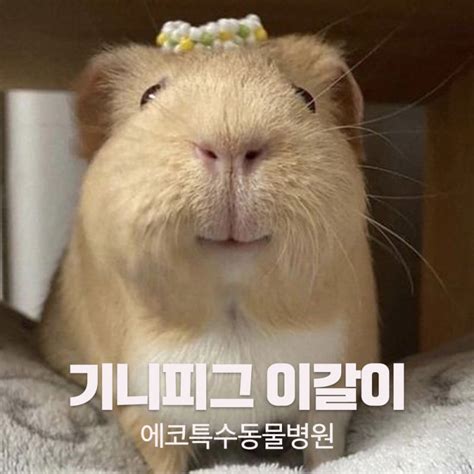 네이버 인플루언서