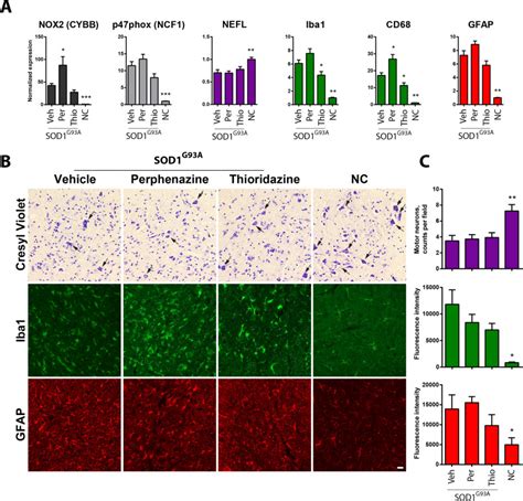 Analysis Of Neuronal And Glial Markers Expression In Spinal Cord Of