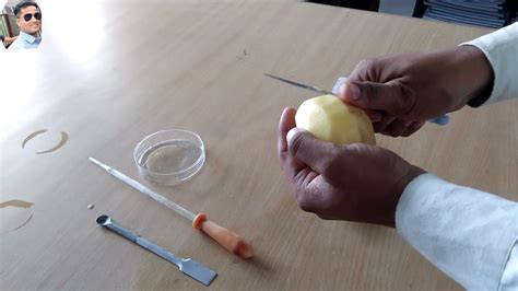 Demonstration Of Osmosis By Potato Osmometer At Samantha Sternberg Blog
