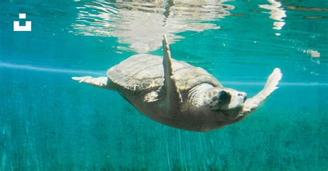 회색 거북이 수중 사진 Unsplash의 무료 바다거북 이미지