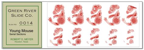 Microscope Slide Art Meyer Instruments