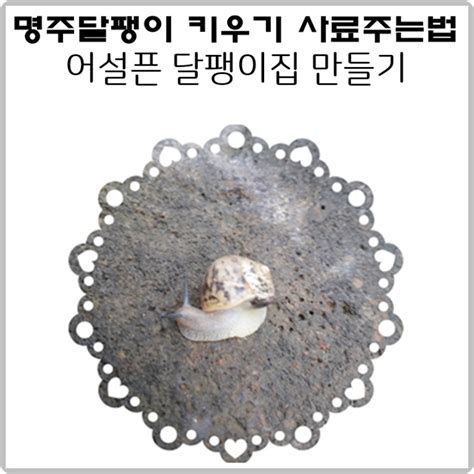 명주달팽이 키우기 사료 주는 법 달팽이집 만들기 네이버 블로그