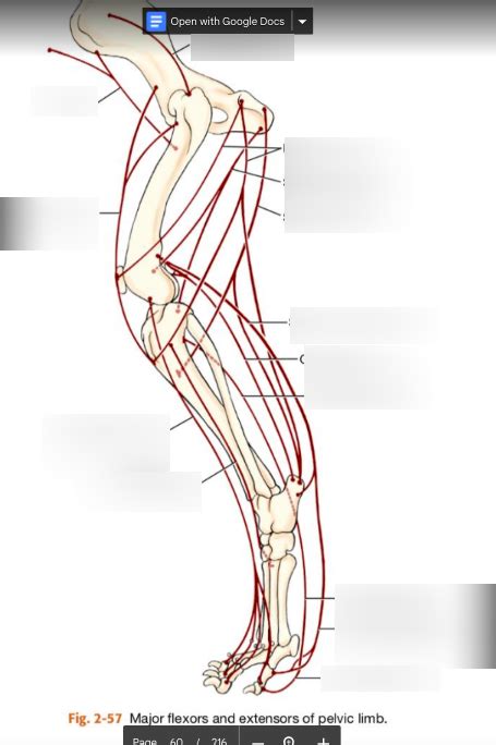 Major Flexors And Extensors Of Pelvic Limb Diagram Quizlet