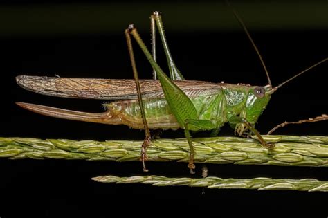 Premium Photo Adult Female Lesser Meadow Katydid