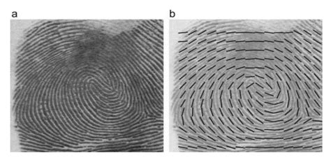 Combined Fingerprint Verification For Privacy Protection Open Access Journals