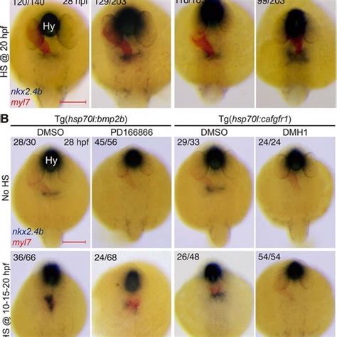 enhanced bmp signaling promotes thyroid precursor specification download scientific diagram