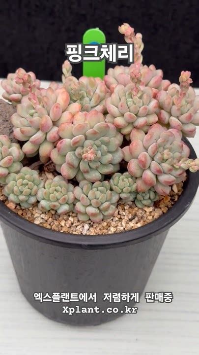 핑크체리 다육이 다육식물 다육 Succulent 多肉植物 다육싸게파는곳 엑스플랜트 다육이키우기 다육이종류