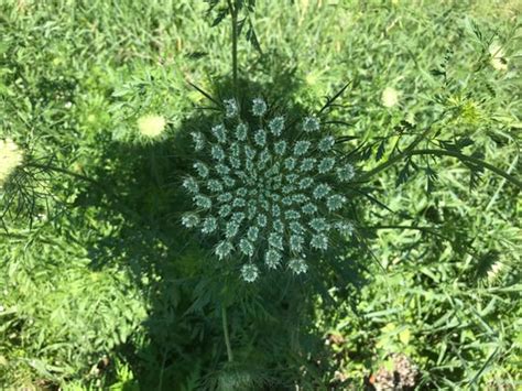 The Dangers Of Wild Poison Parsnip In Vermont