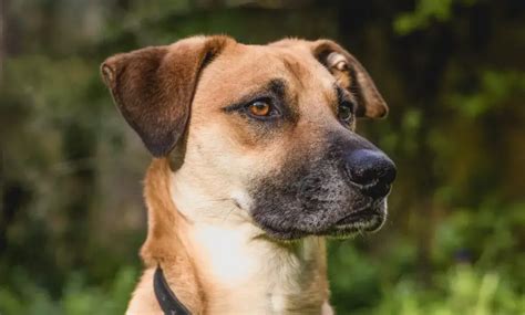 Black Mouth Cur Dog Breed Traits Care And Lifespan Guide