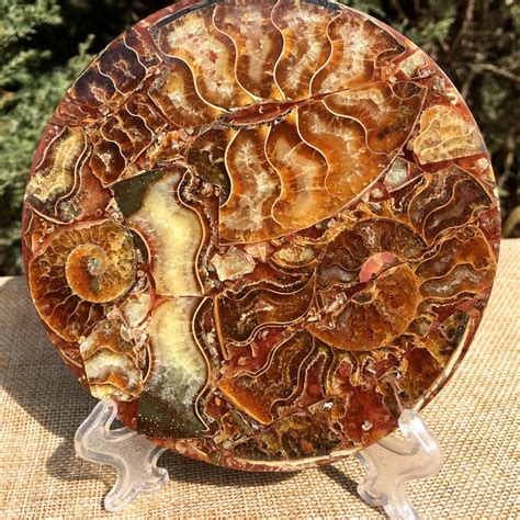 Ammonite Shell Etsy