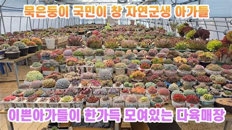 이쁜 아가들이 반겨주는 새내기 유튜버의 아담한 다육이 매장 이리저리 둘러봐도 이쁜 아가들뿐 묵둥이 창 국민이 자연군생
