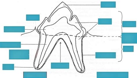 Tooth Anatomy Diagram Quizlet