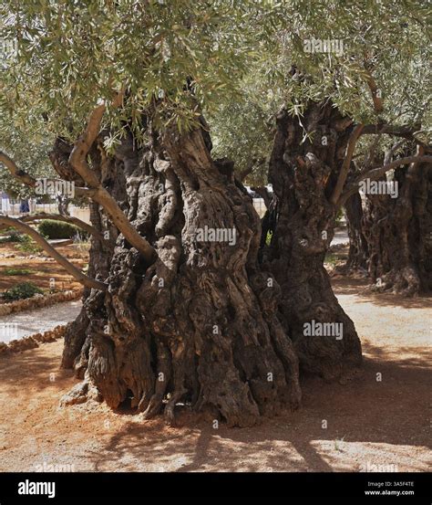 One Of The Eight Very Ancient Olive Trees In The Garden Of Gethsemane Eternal Holy Jerusalem