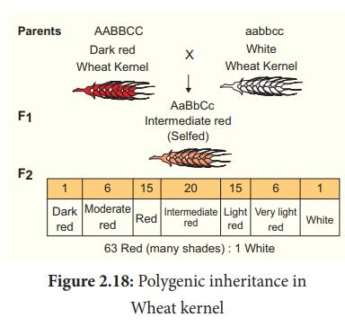 Polygenic Inheritance In Wheat Kernel Colour Botany Classical Genetics