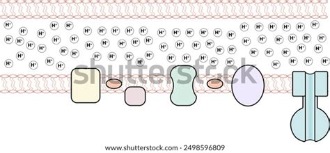 Proton Gradient Photos Images And Pictures Shutterstock