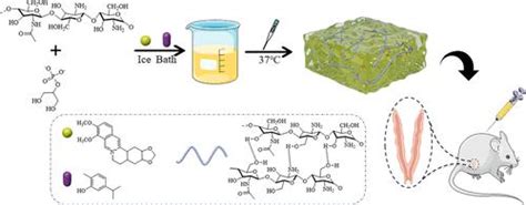 用于治疗细菌性子宫内膜炎的热敏注射双载药壳聚糖水凝胶 Acs Biomaterials Science And Engineering X Mol