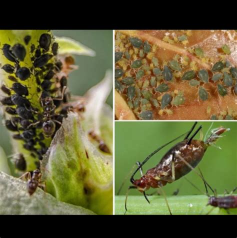 Няма нужда да купувате отрова от магазина Един приятел ми каза колко лесно е да се отървете от