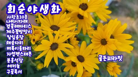 희순야생화 사랑초10종아주가7종앵초3종나비시다래한라부추알프스바람꽃제비동자겹클레마티스제주꽃방망이칼잎용담왜