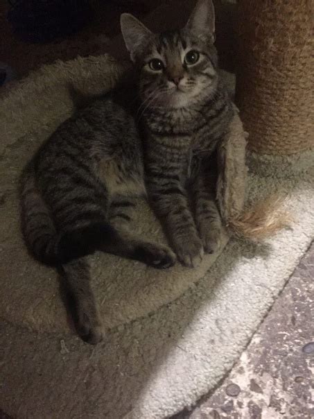 Ищет дом котенок Мальчик абсолютно здоров все манипуляции прошёл Примерный возраст 4 5