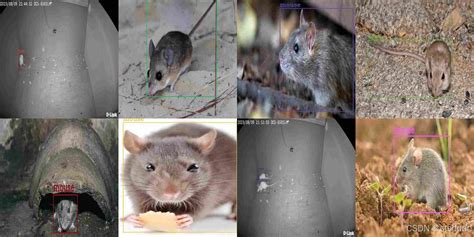 【yolov8老鼠检测】yolo Mouse Csdn博客