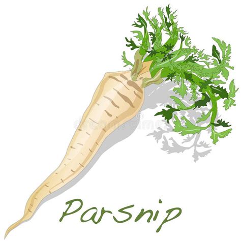 Fresh Parsnip Roots Royalty Free Illustration