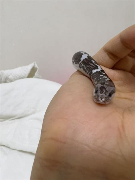 남부제독 제피🌊🌊🌊🌊🌊🌊🌊🌊🌊 On Twitter Rt Tlskahs 02