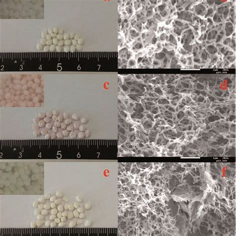 Optical Microscopy Images Of A CSGA C CSGAPEI E CS PEIGA Download Scientific