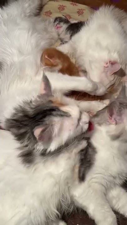 每个人都喜欢胸部，猫的盛宴 Youtube