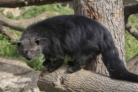 The Complete List Of 15 Animals With Bushy Tails A Z Animals