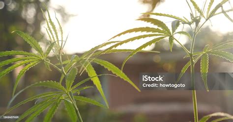 Pohon Ganja Hijau Menanam Narkotika Herbal Di Rumah Kaca Daun Rami